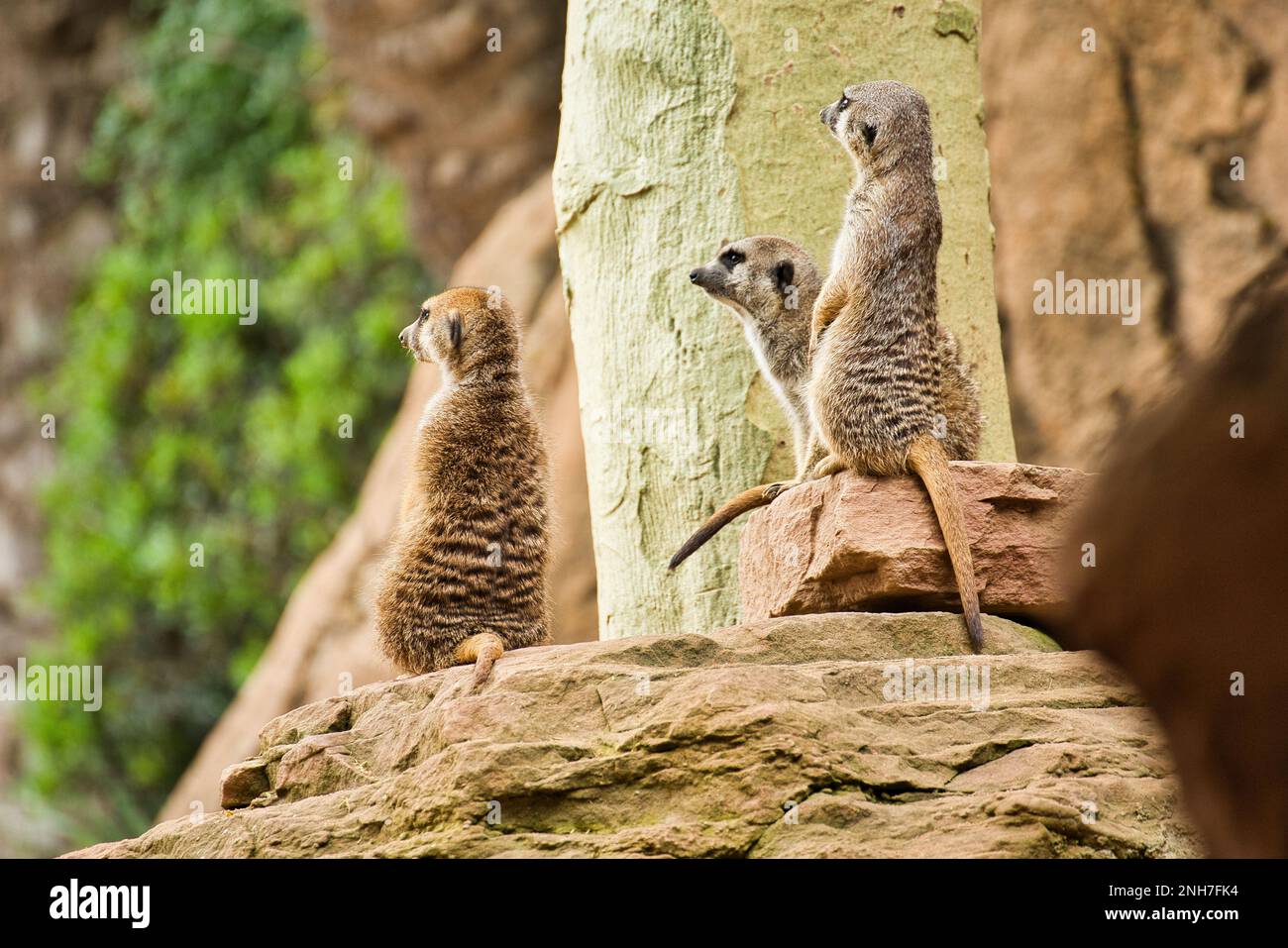 Three meerkats sit on a rock and observe the area, diffuse background ...