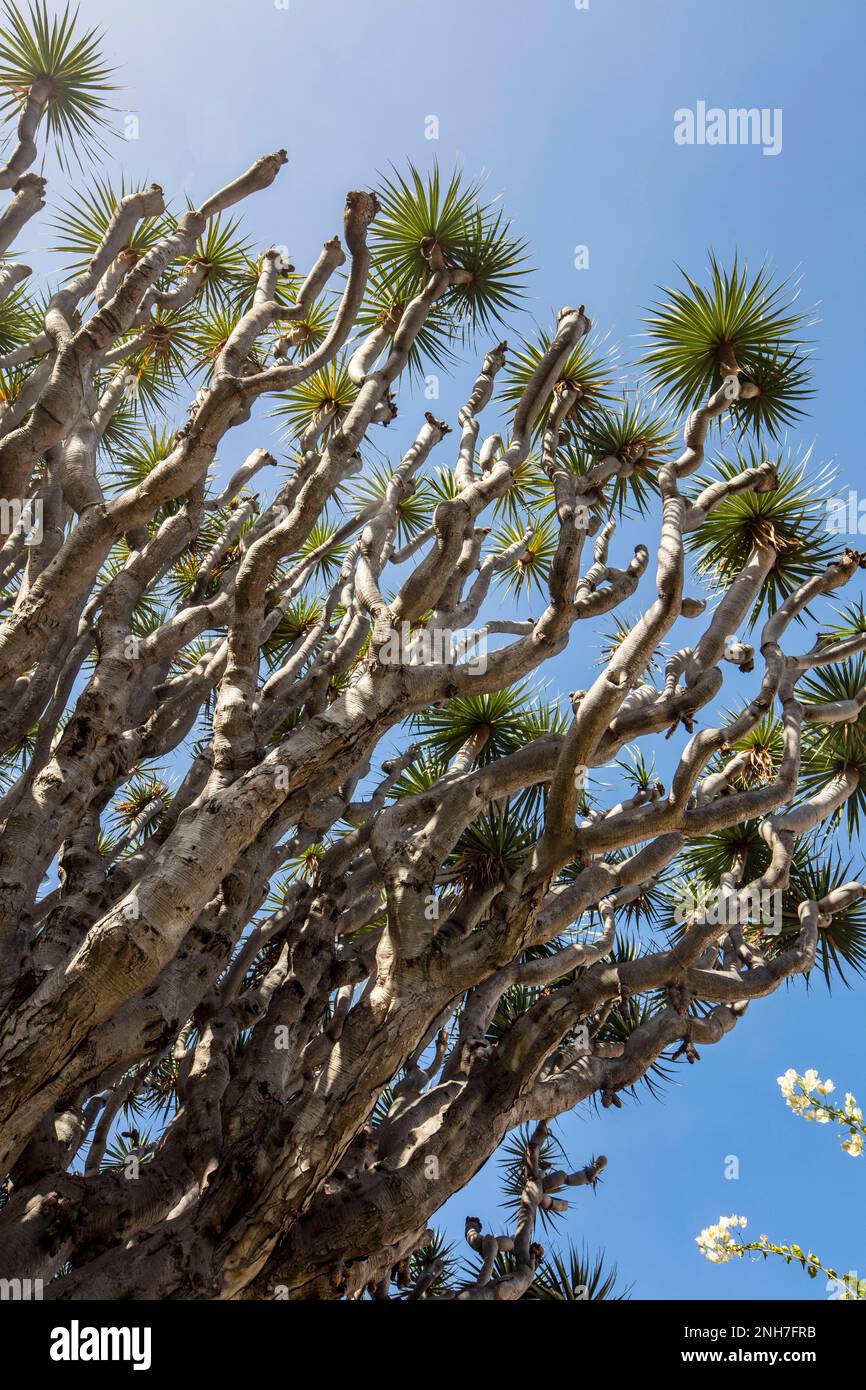 Section of the oldest Dracaena draco, dragon tree, on Tenerife from the ...