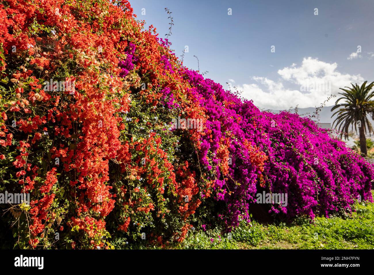 Stunning show of flowering Bougainvillea in the winter sunshine destination of Tenerife. Natural ...