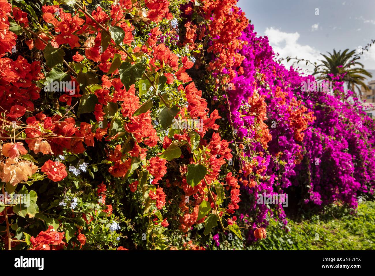 Bougainvillea patterns hi-res stock photography and images - Alamy
