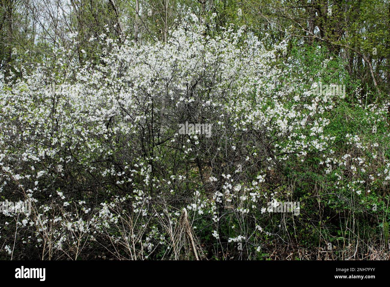 Springtime flowering bush in Interstate State Park in St. Croix Falls ...