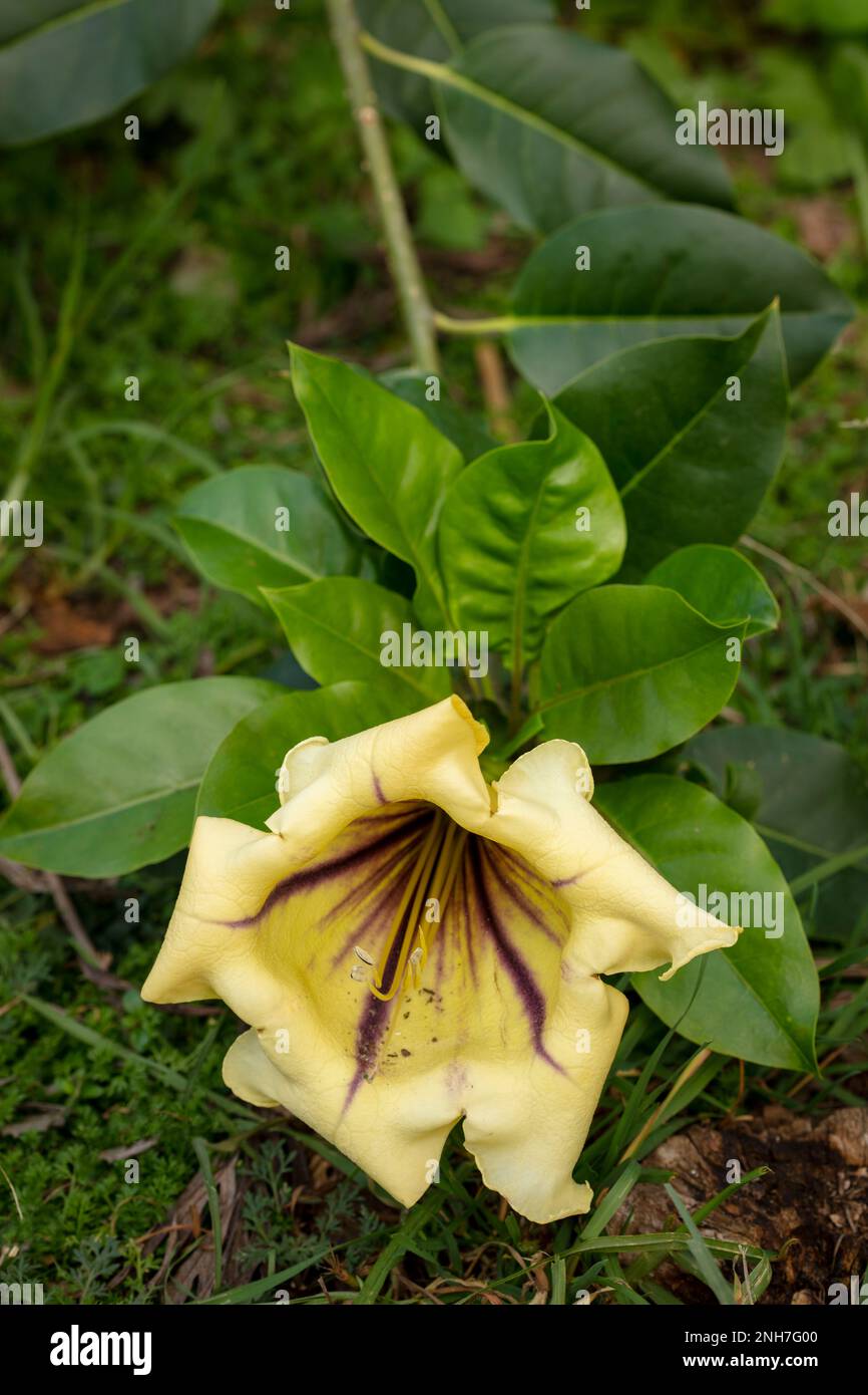 Stunning Solandra maxima, cup of gold vine, golden chalice vine ...