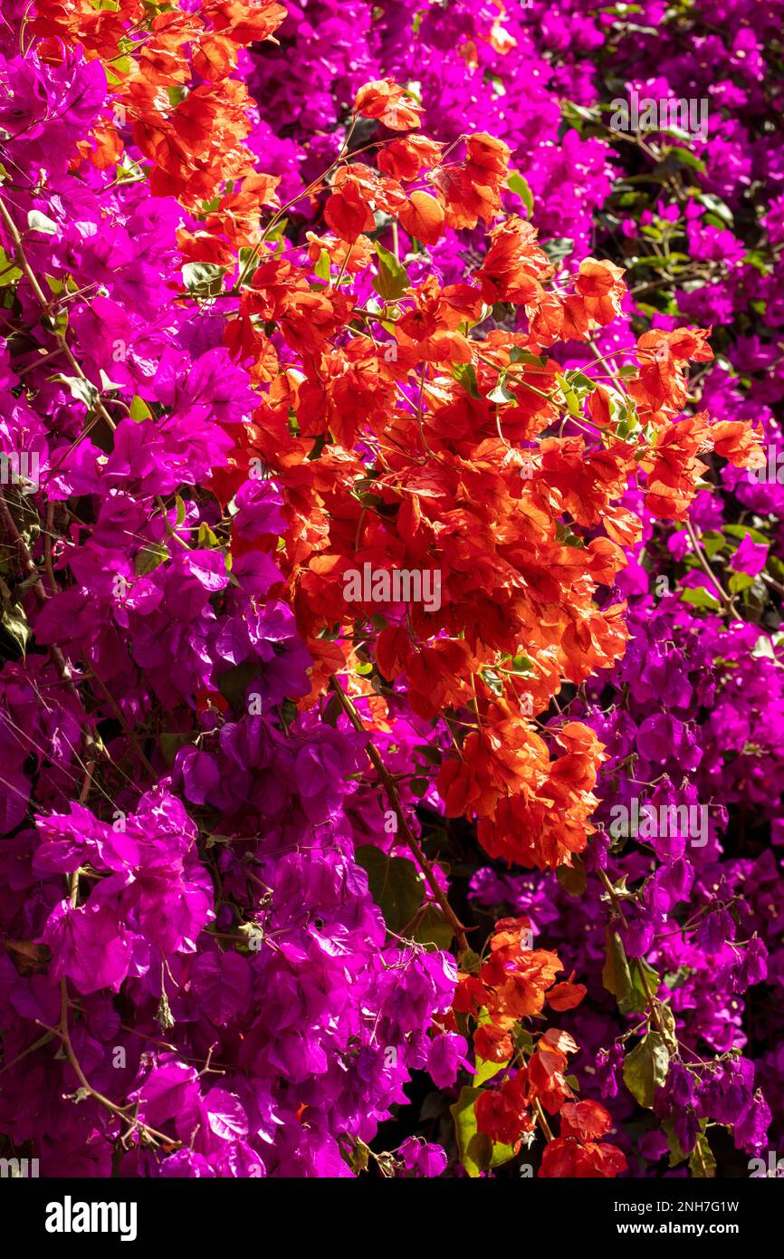 Bougainvillea patterns hi-res stock photography and images - Alamy
