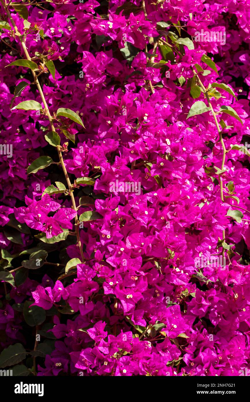 Bougainvillea patterns hi-res stock photography and images - Alamy