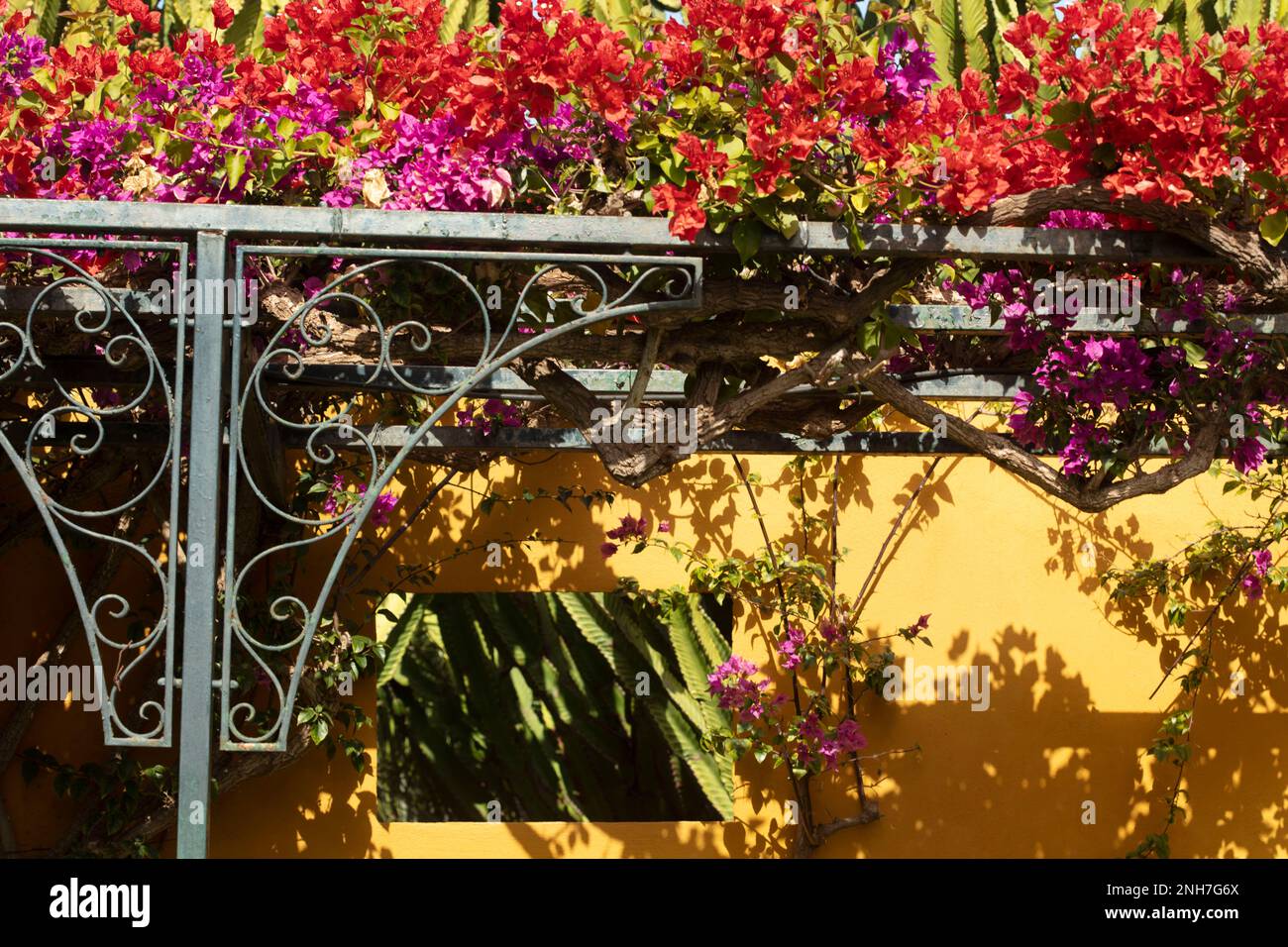 Bougainvillea patterns hi-res stock photography and images - Alamy