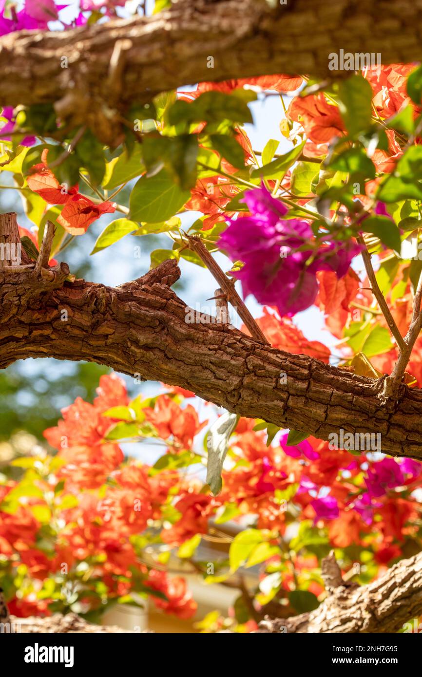 Stunning show of flowering Bougainvillea in the winter sunshine destination of Tenerife. Natural ...