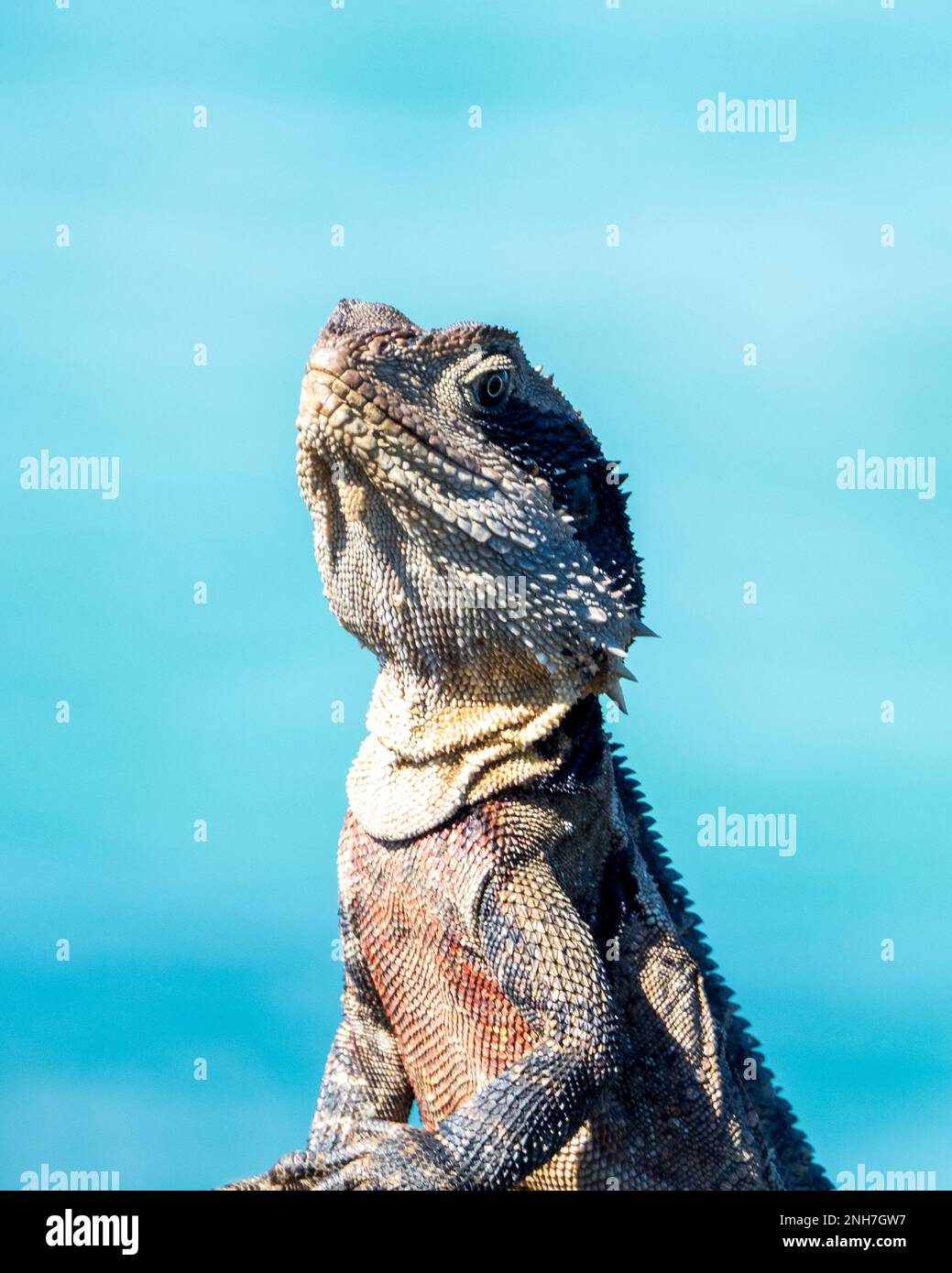 Blue Water Dragon Lizard