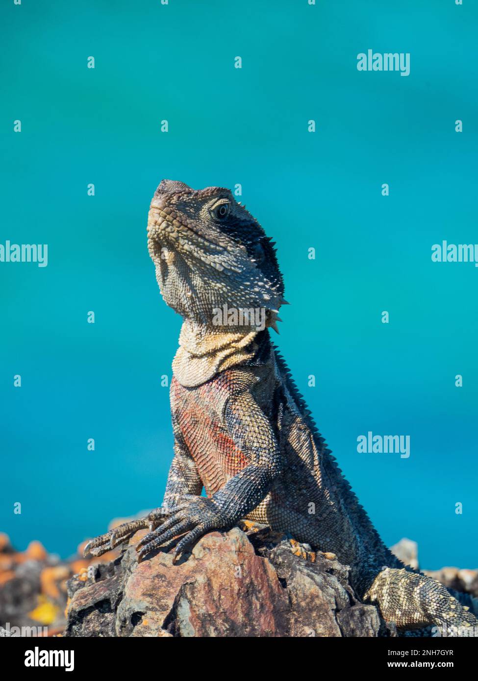 Blue Water Dragon Lizard