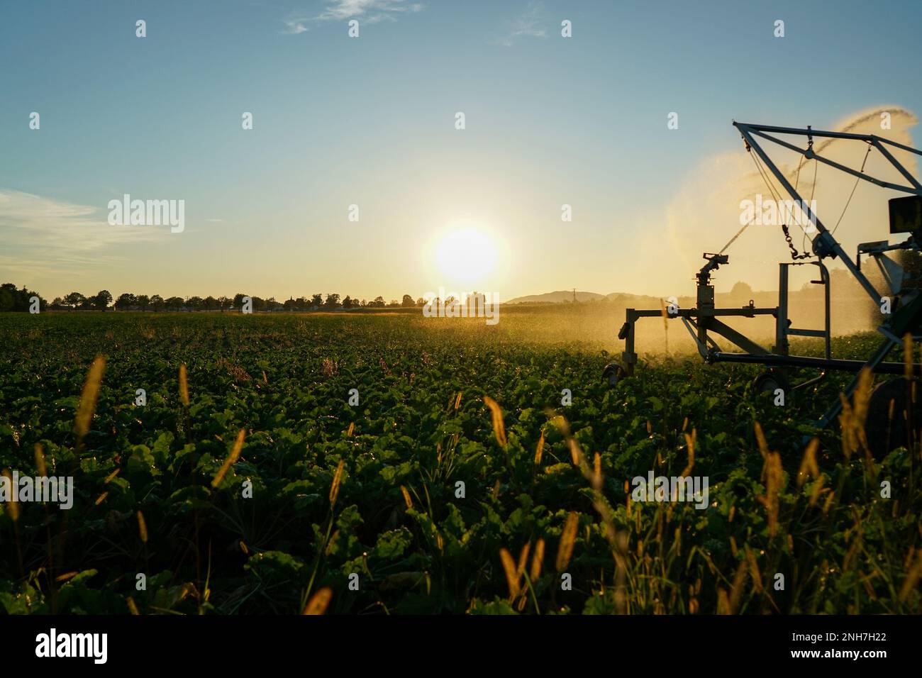 Irrigation after prolonged drought is necessary for field and garden ...