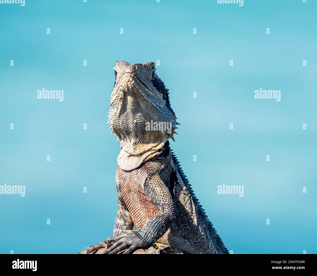 Eastern Water Dragon, closeup of head and chest, Australian lizard ...