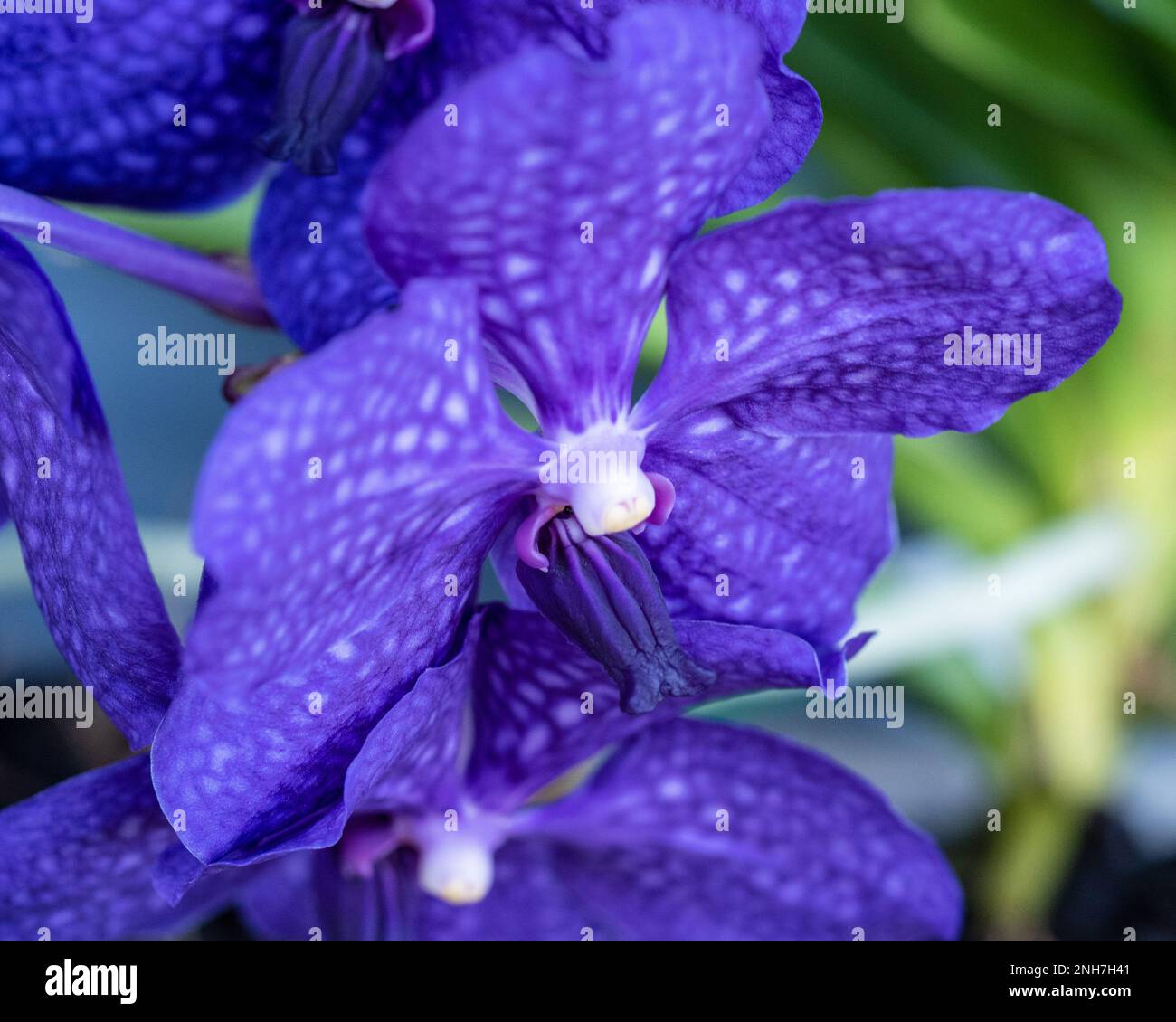 Vanda Orchids Pachara Delight Blue, stunningly coloured purple flowers ...