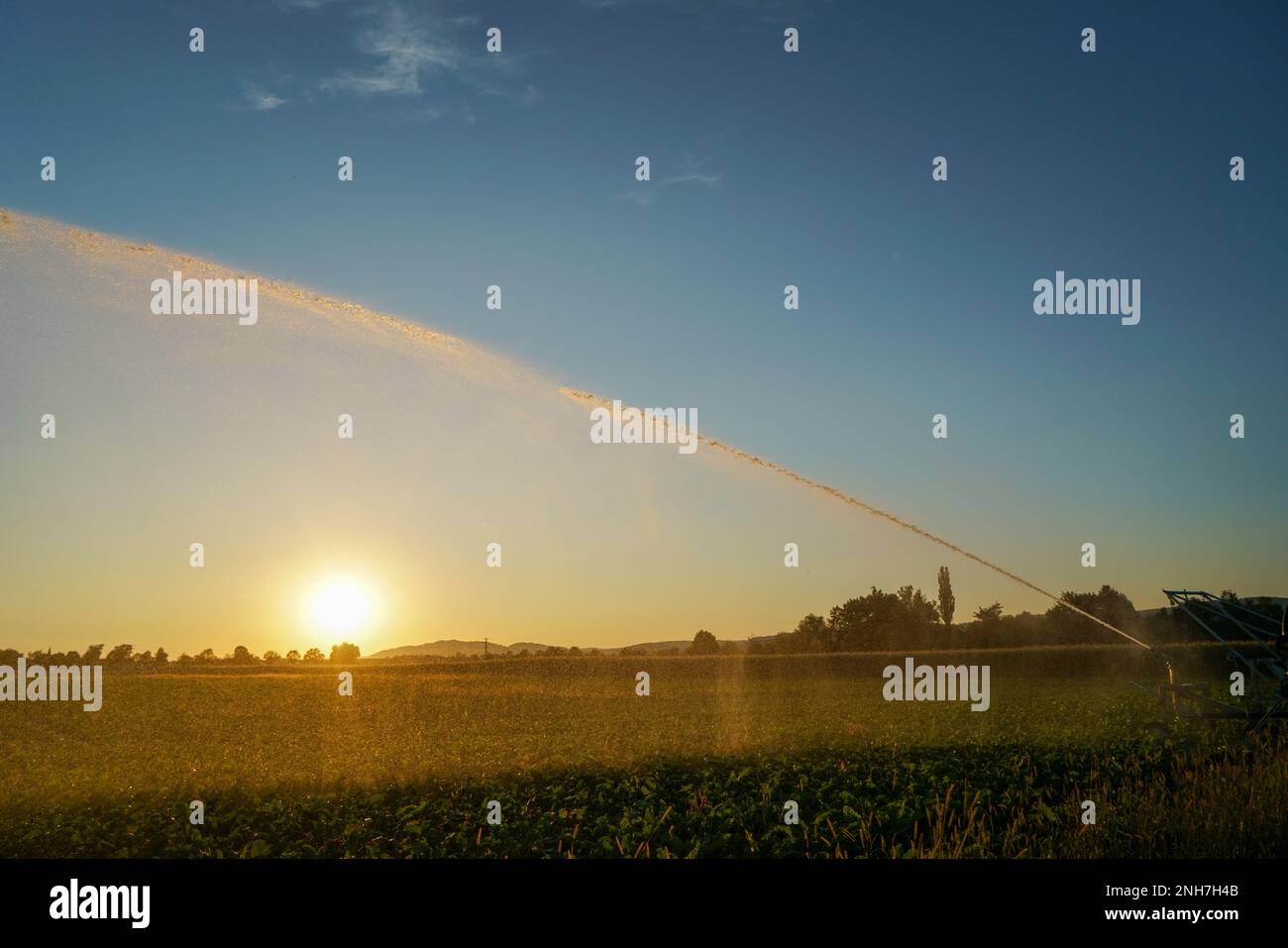 Irrigation after prolonged drought is necessary for field and garden ...