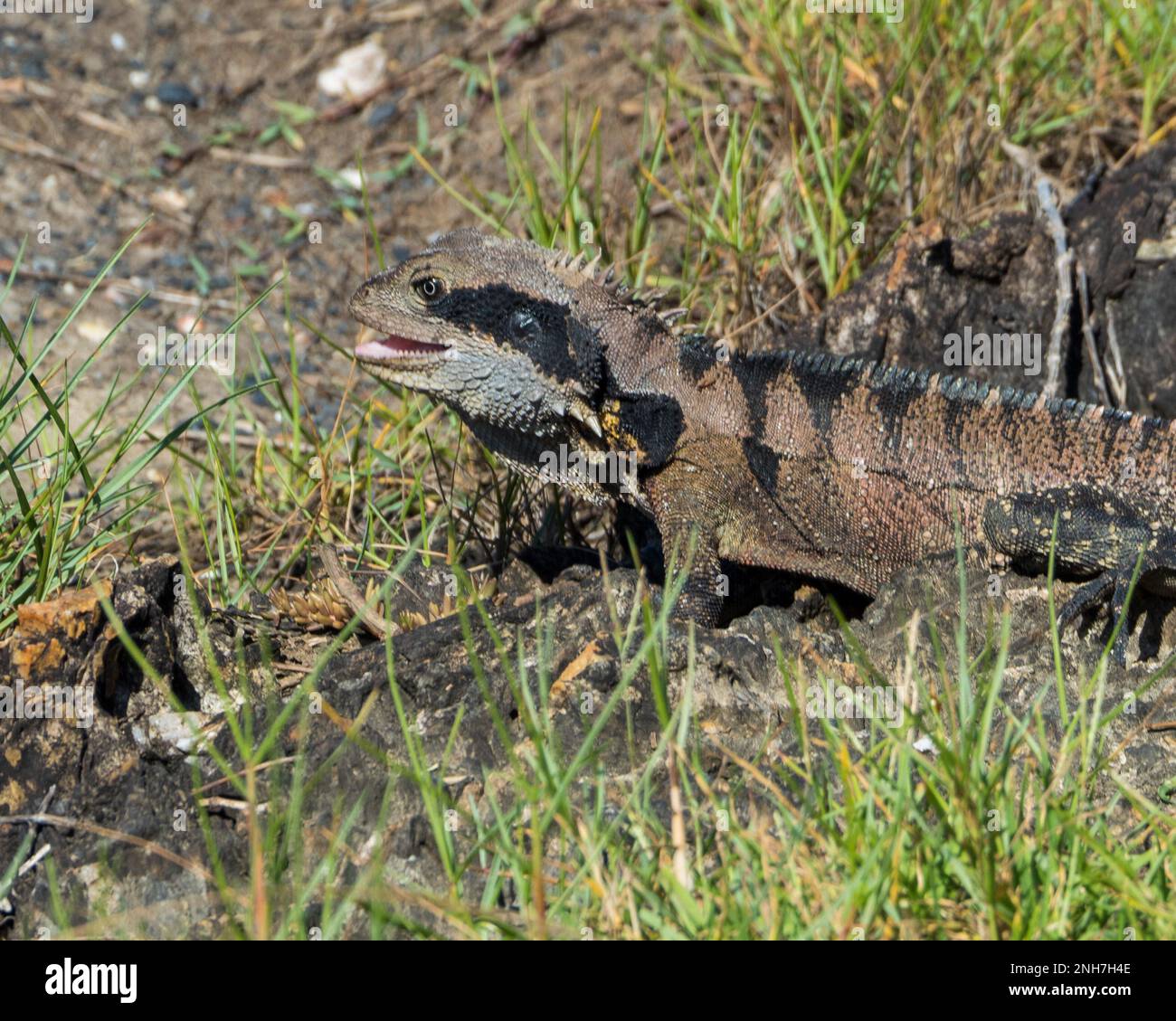 Eastern Water Dragon with its mouth open as it catches bugs to eat ...