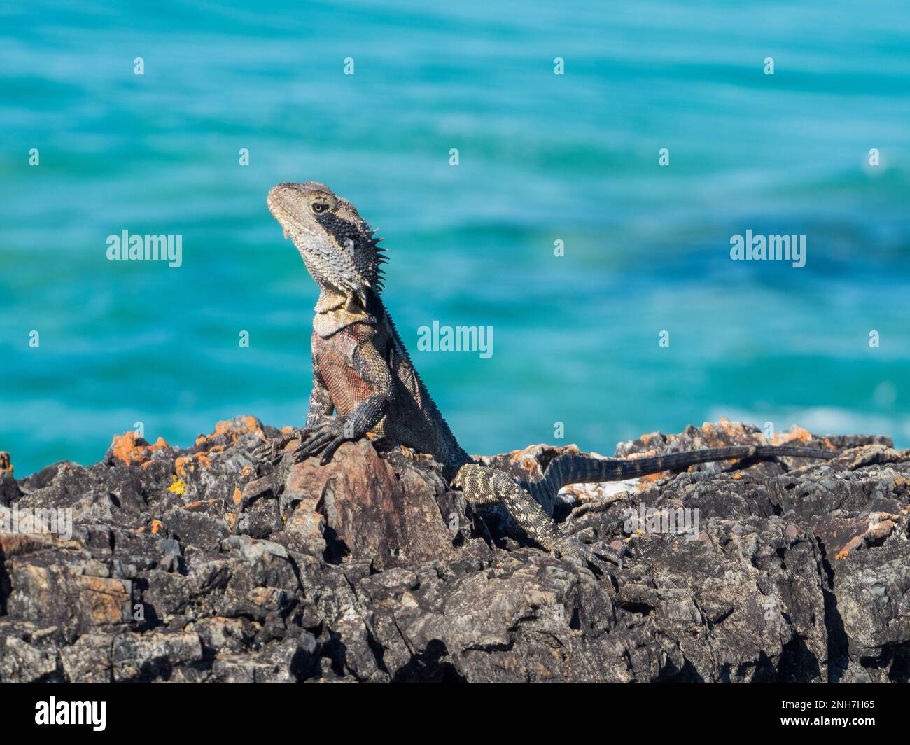Eastern Water Dragon, Australian lizard, posing majestically by the ...
