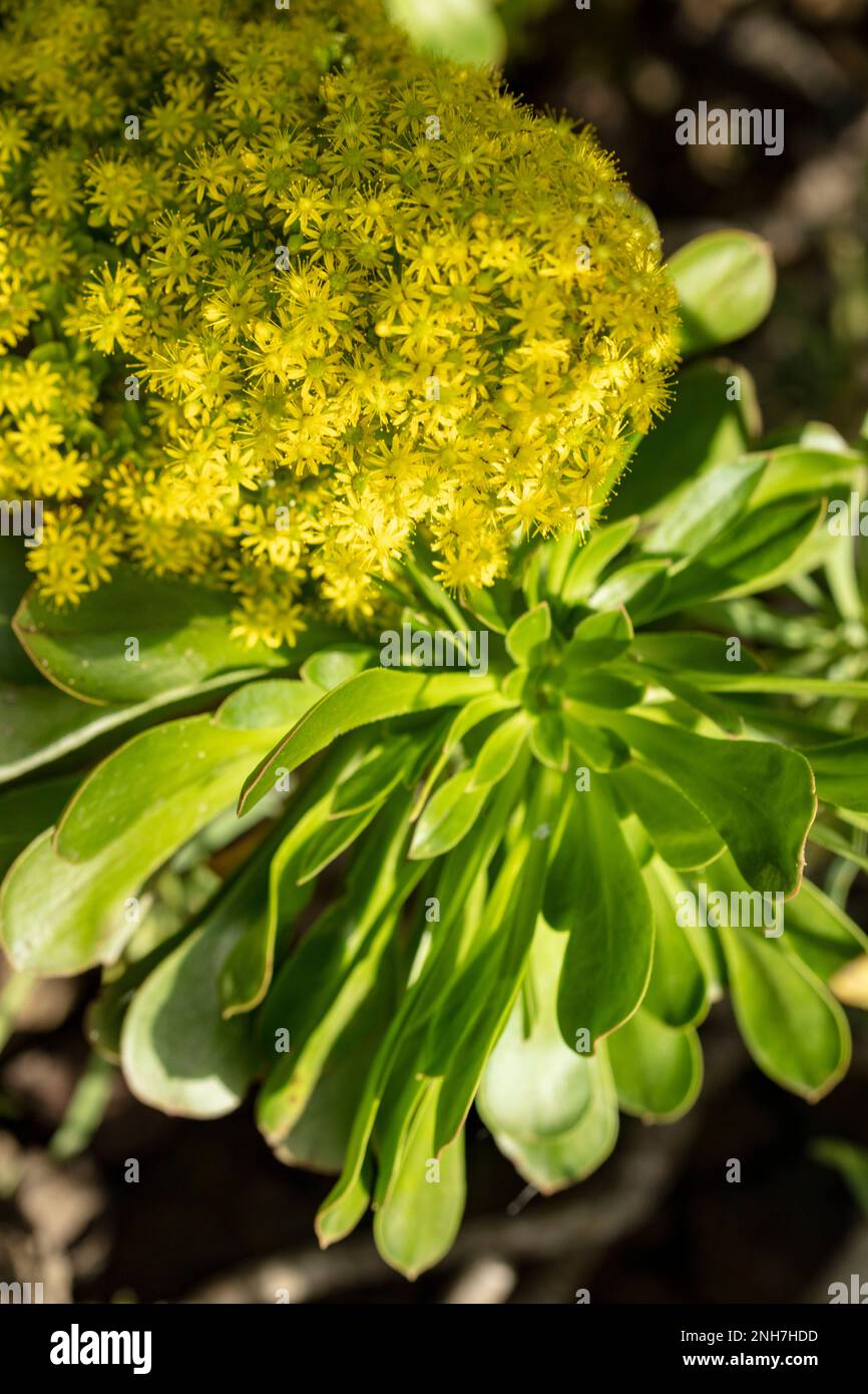 Beautiful Aeonium Canariense. Natural close -up environmental flowering ...