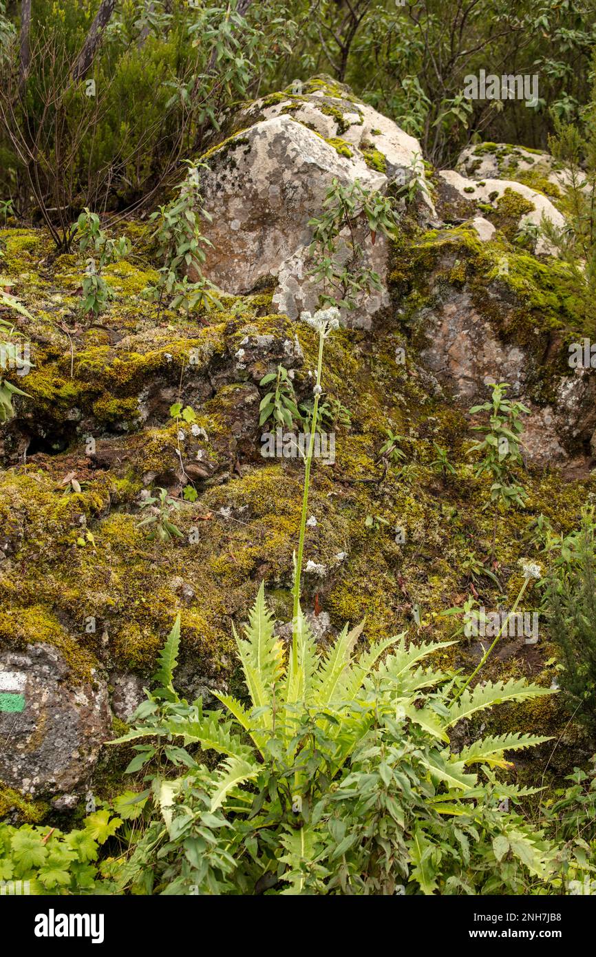 Natural semi close up environmental plant portrait showing intimate ...