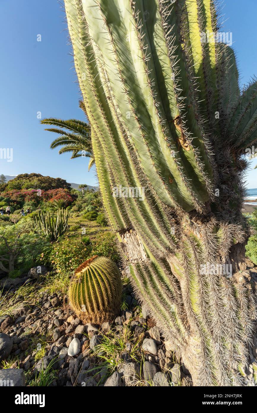 Gigantine hi-res stock photography and images - Alamy