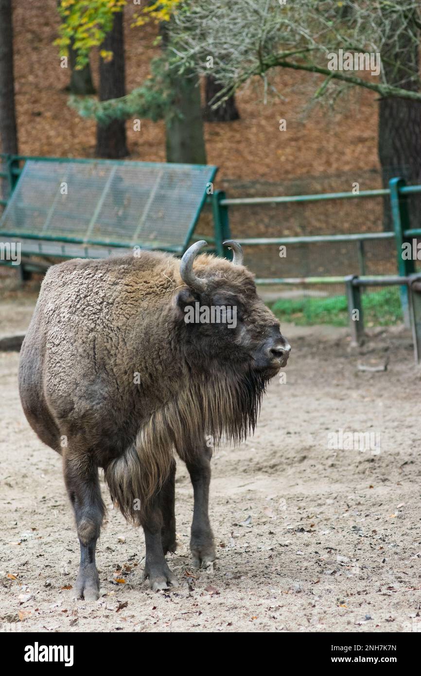 Profile view stag large hi-res stock photography and images - Alamy