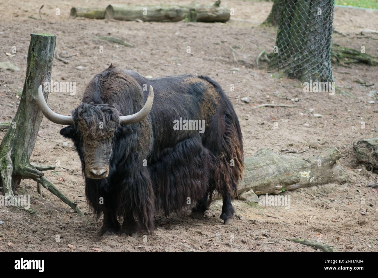Close-up view of a large yak Stock Photo - Alamy