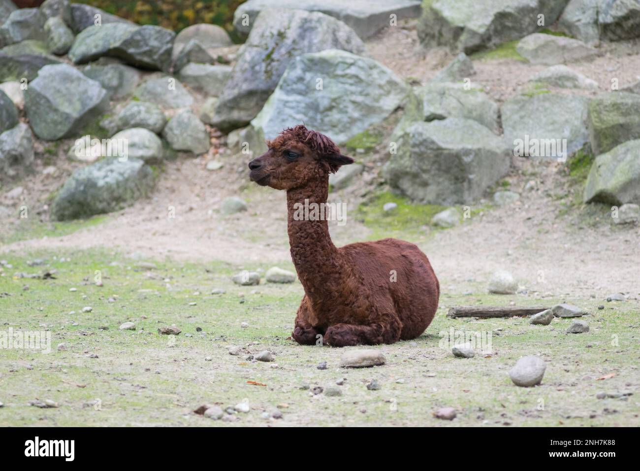 A brown alpaca lies in a zoo enclosure, gray stones visible at the back ...