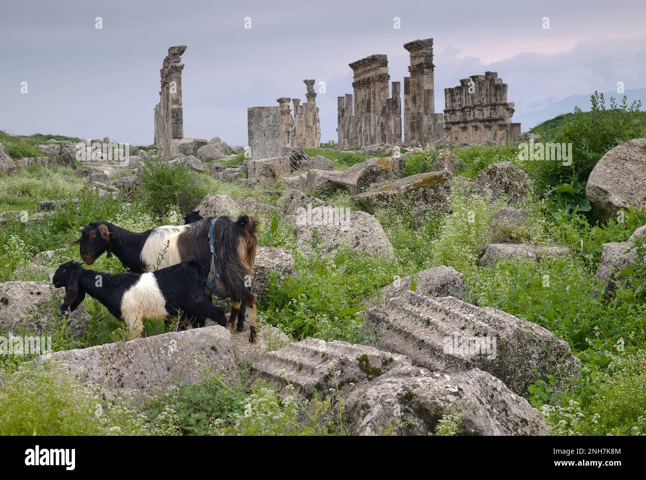 Sheeps grazing around Apamea ancient roman ruins, Hama Governorate ...