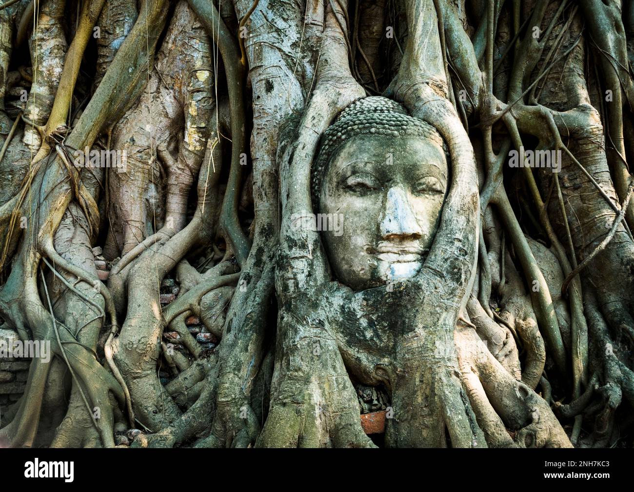 Buddha stone head in the tree roots in Ayutthaya, Thailand, South East ...