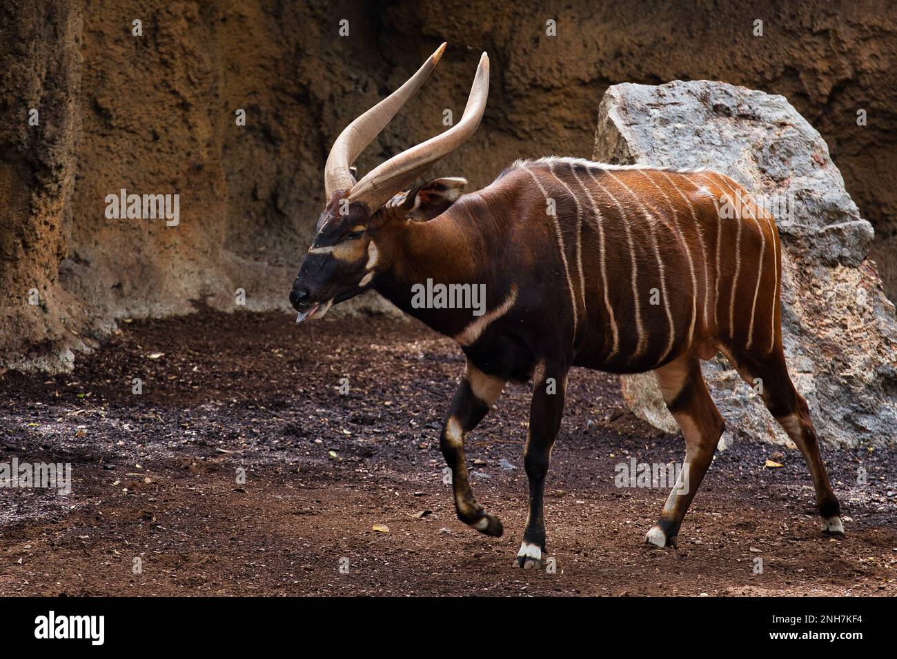 Full body shot of a bongo with rocky background Stock Photo - Alamy