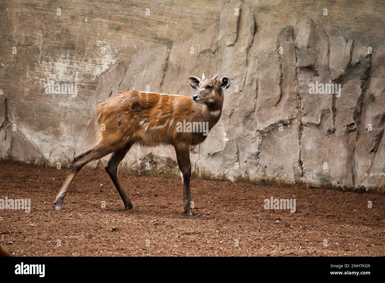 Full body shot of an antelope taken from the side, with a rocky ...