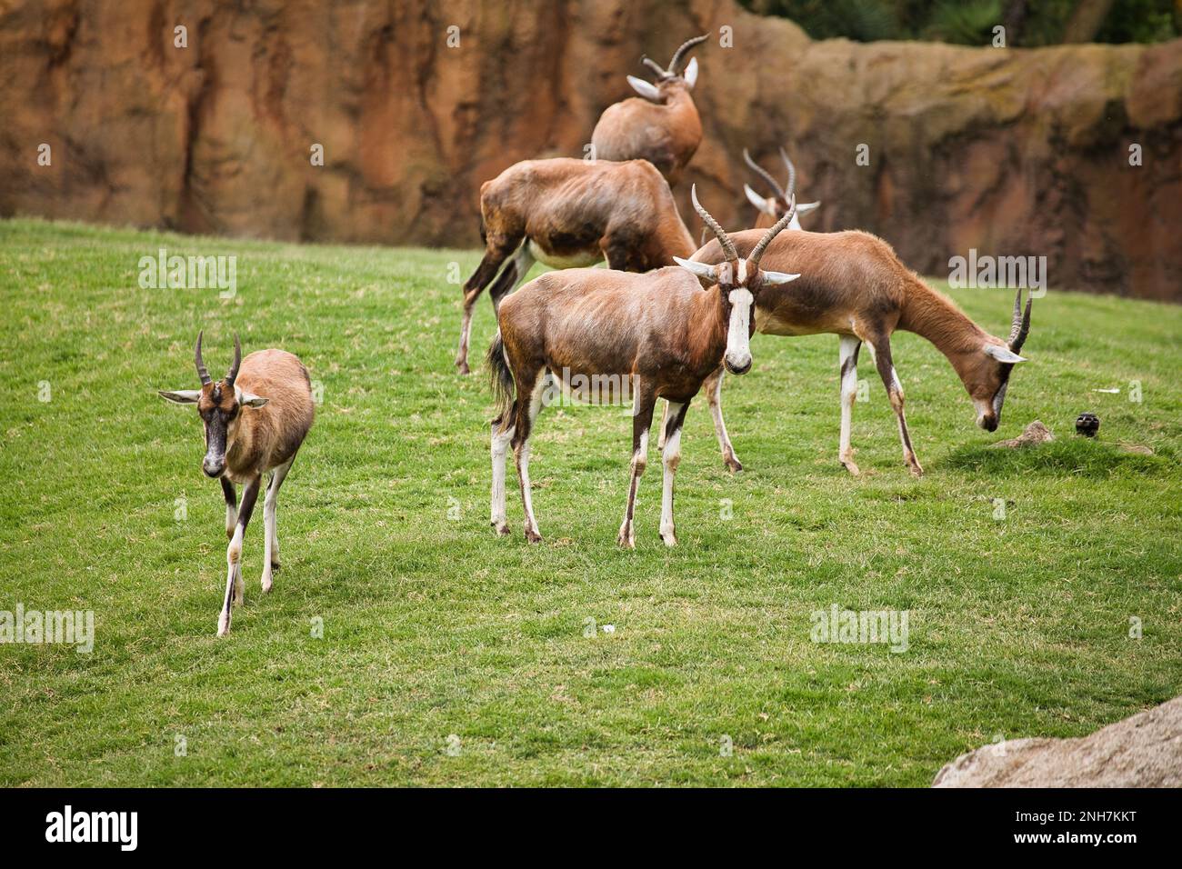 Pronghorn skull hi-res stock photography and images - Alamy