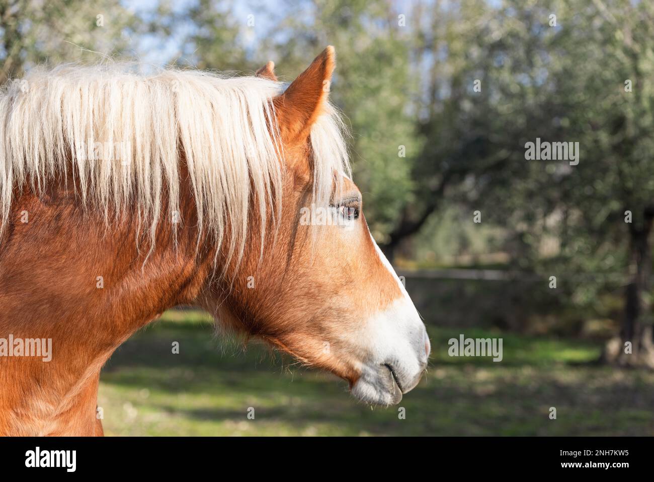Beautiful detailed portrait of a red Highlander horse with a white mane ...