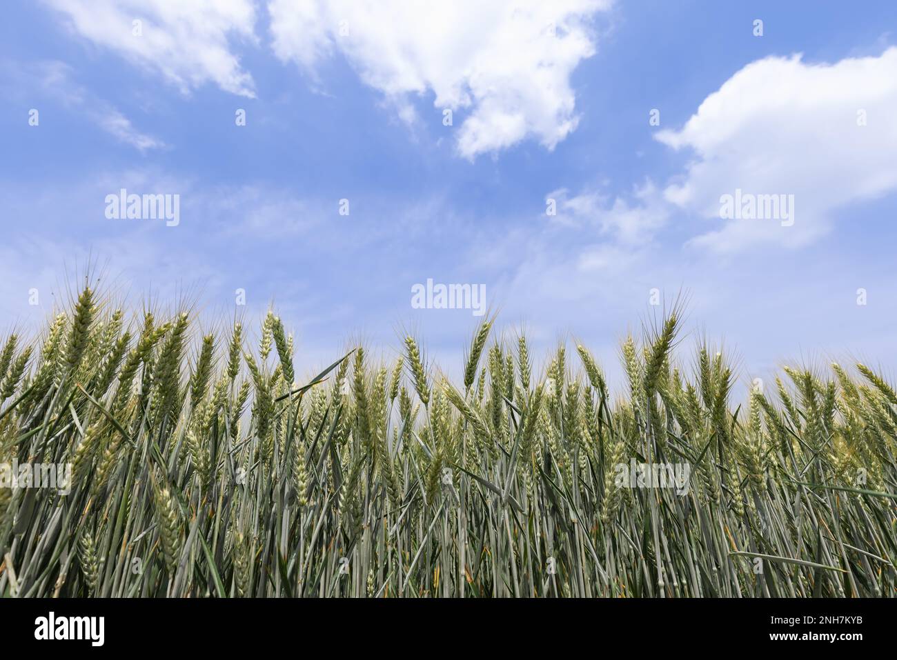 Spikelets of ripening wheat in a row against the blue sky (Selective ...