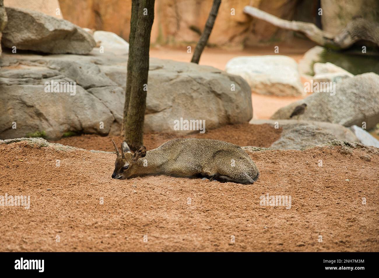 Head shot of a dik dik hi-res stock photography and images - Alamy