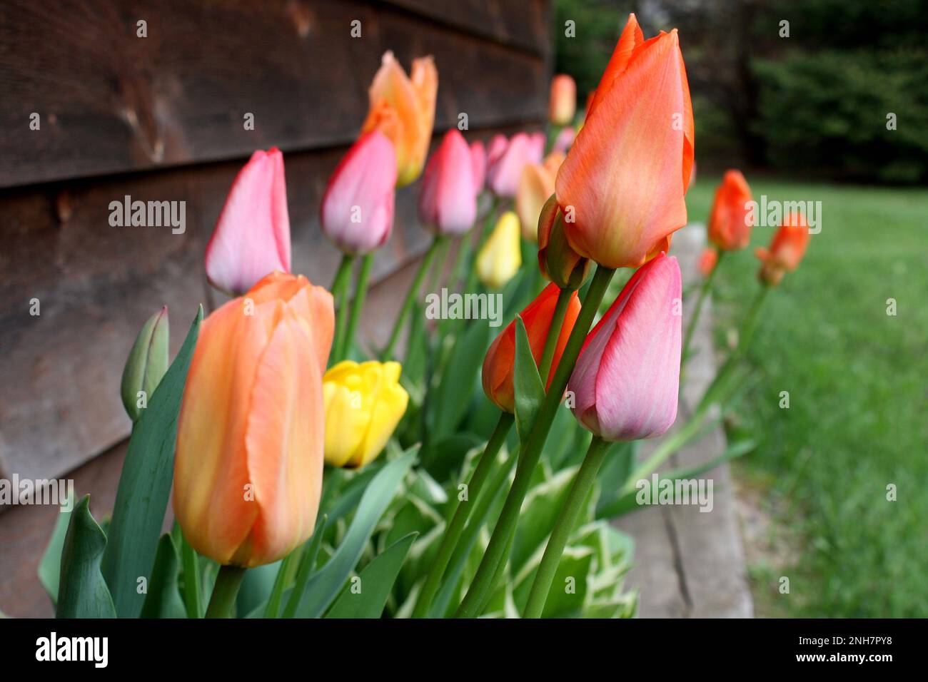 Tulips of various colors in a springtime tulip garden in Atlas ...