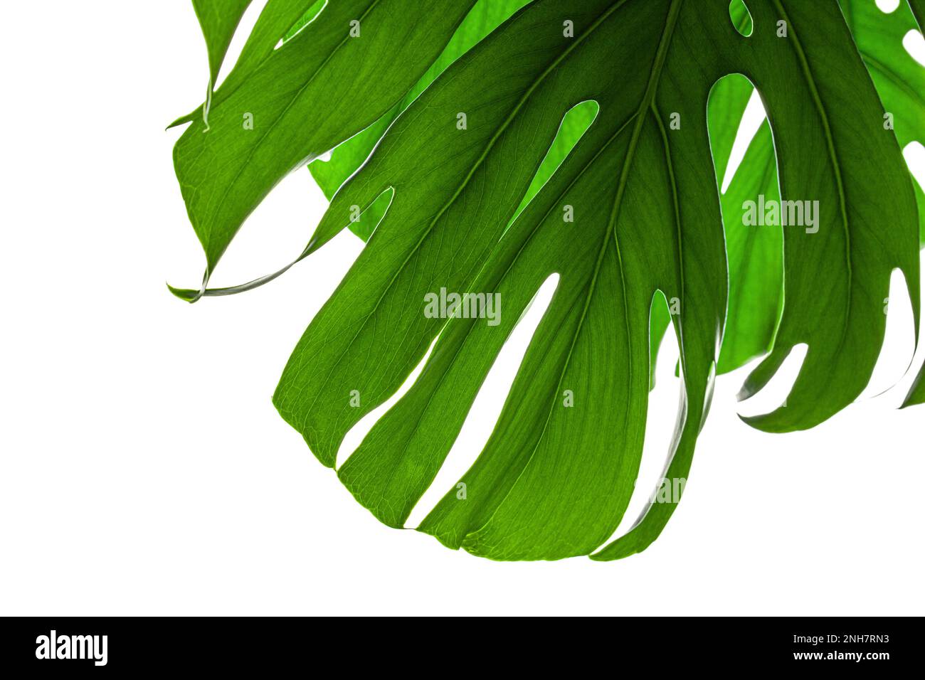 Creative background of a monstera plant leaf Stock Photo - Alamy