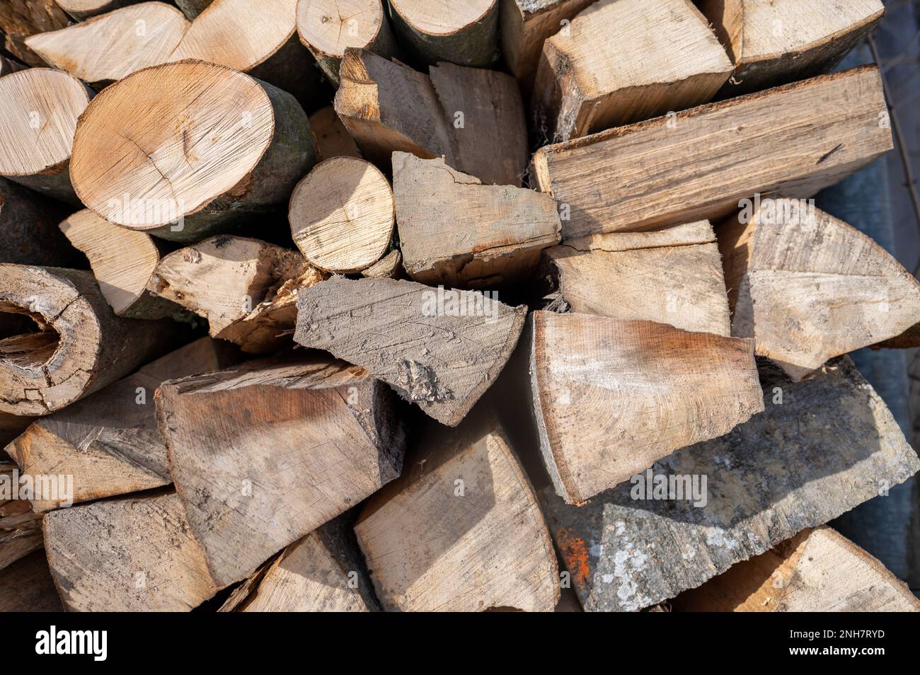 Firewood folded to dry in the yard. Fagus sylvatica, the European beech ...