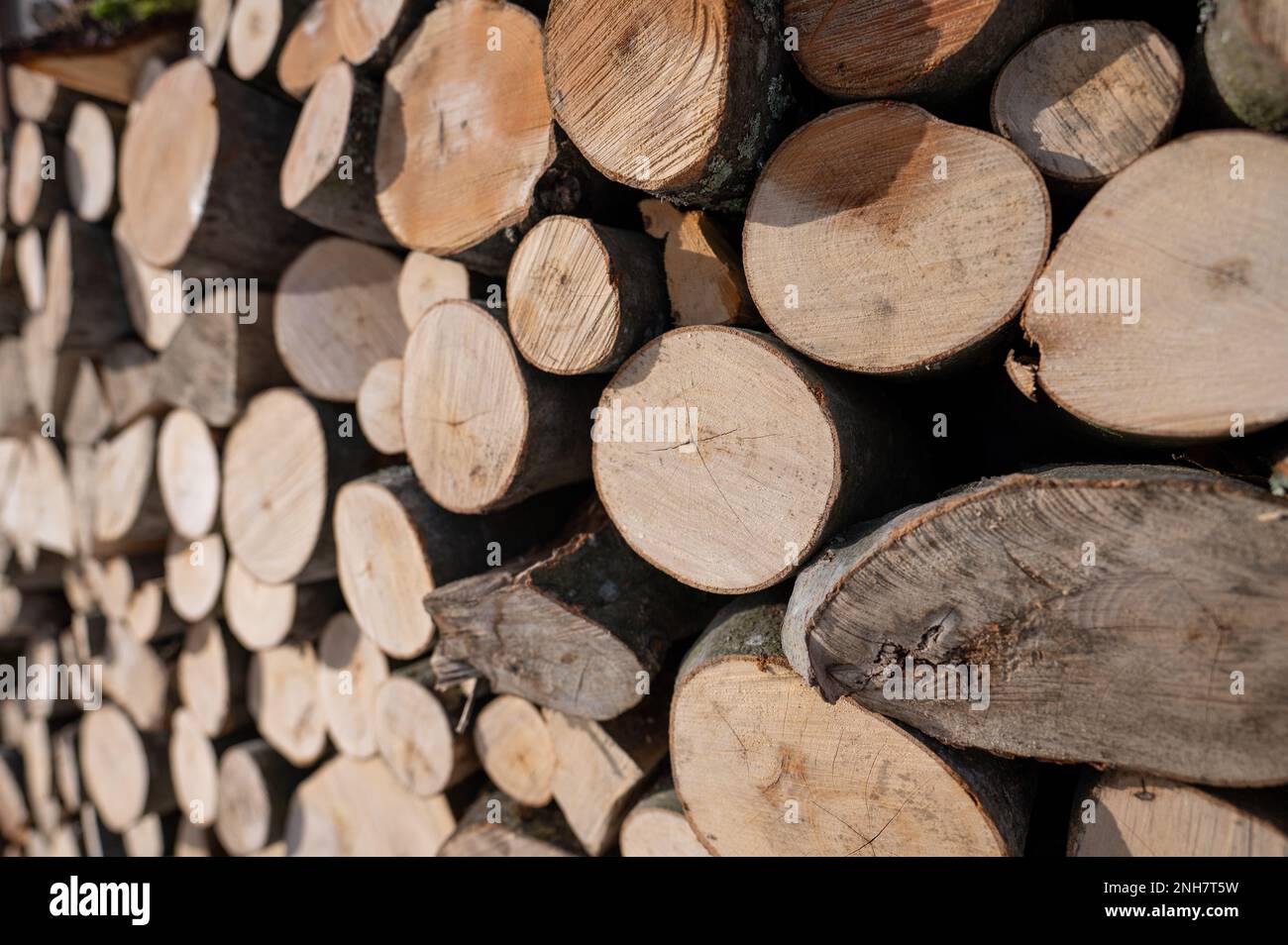Firewood folded to dry in the yard. Fagus sylvatica, the European beech ...