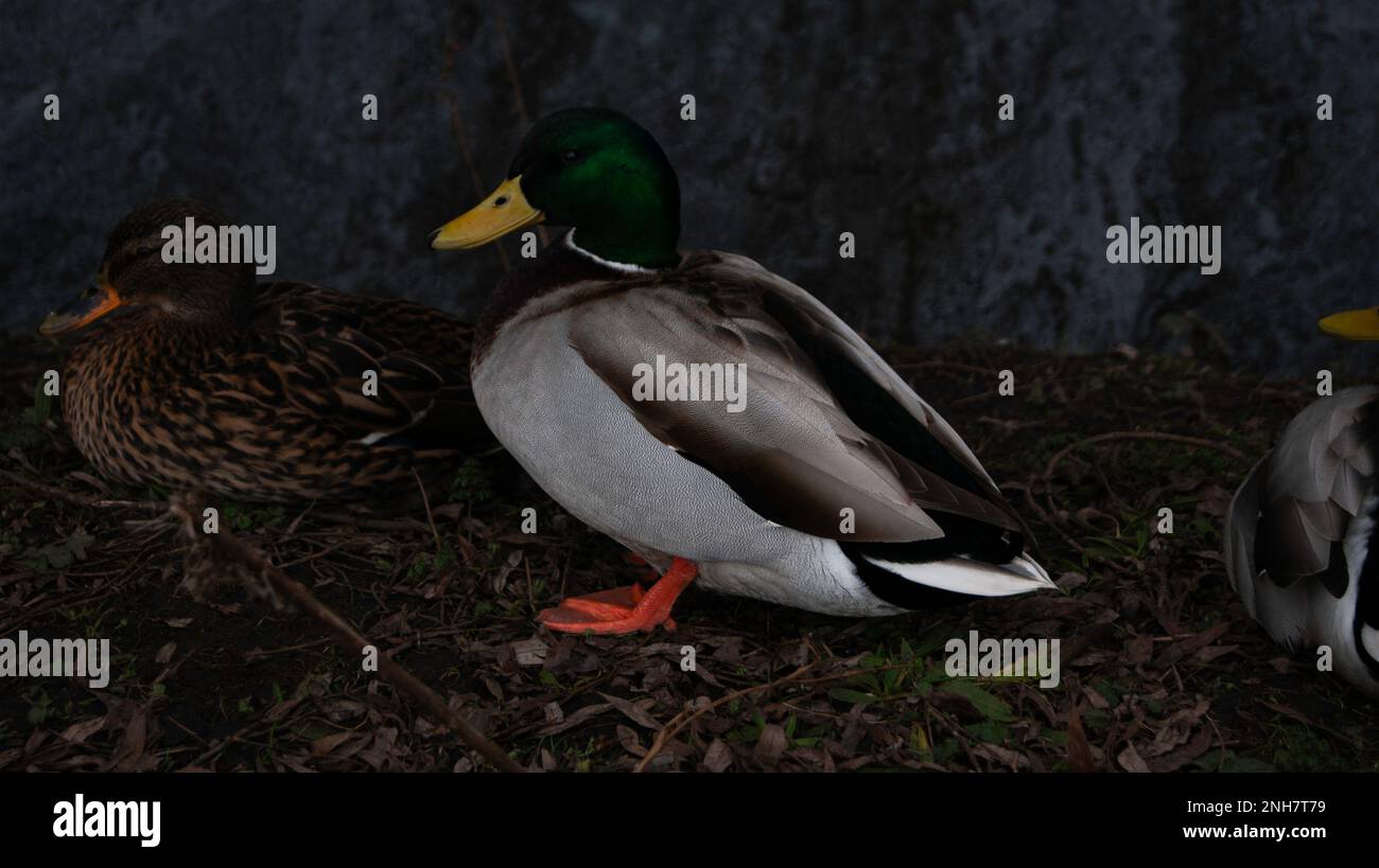 Mallard duck, Waiting its turn to move on Stock Photo - Alamy