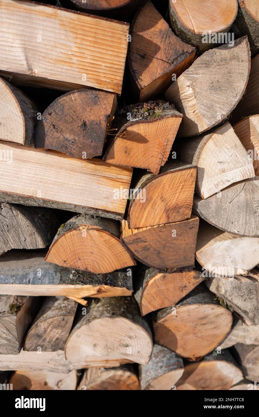 Firewood folded to dry in the yard. Fraxinus excelsior, known as the ...