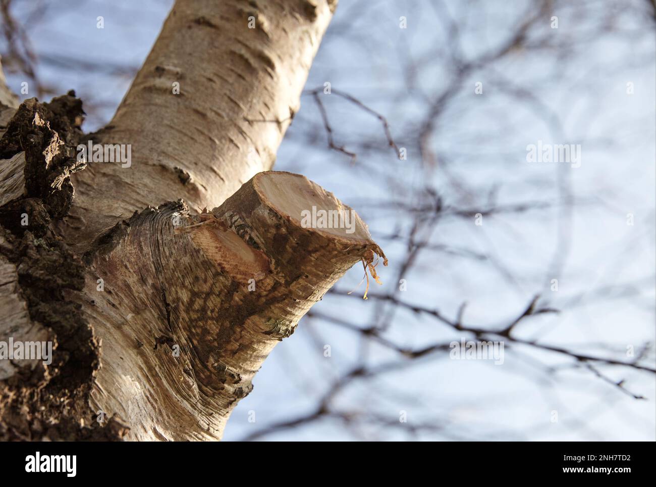 Cut branch of a birch tree, part of the processus to collect its juice ...