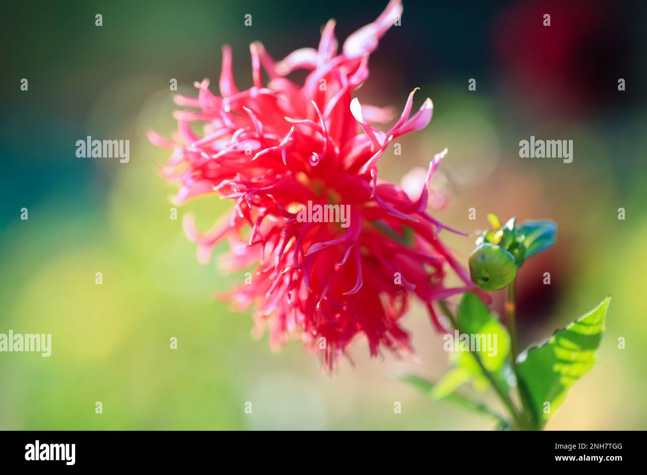 Dahlia is a member of the Compositae (also called Asteraceae) family of ...