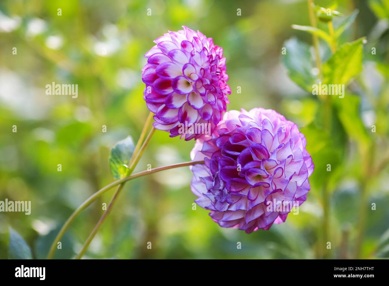 Dahlia is a member of the Compositae (also called Asteraceae) family of ...