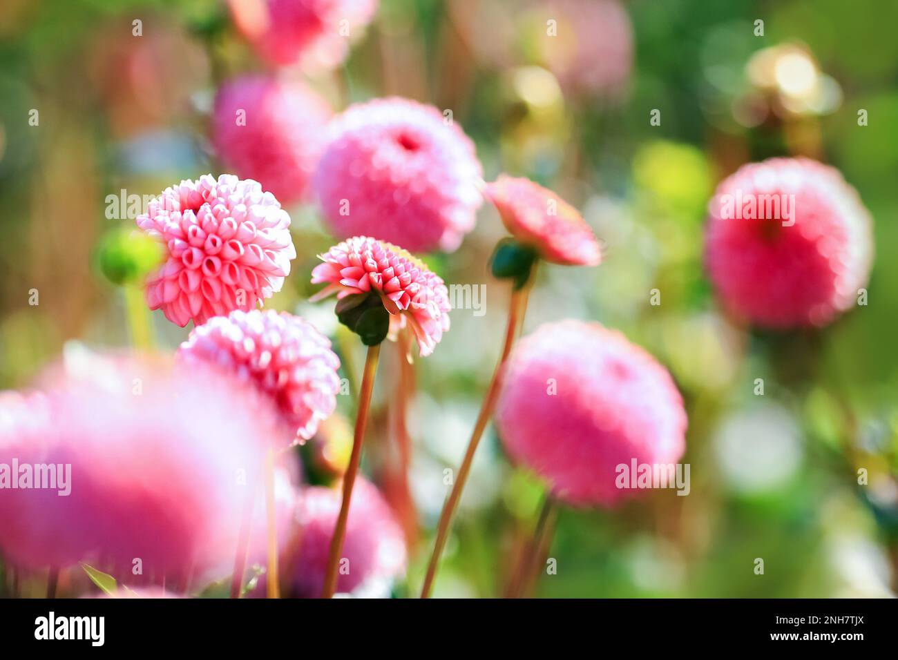 Dahlia is a member of the Compositae (also called Asteraceae) family of ...