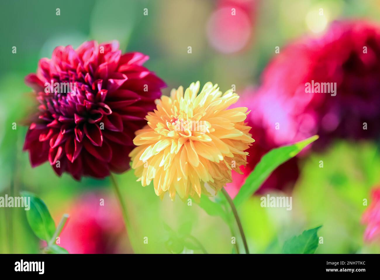 Dahlia is a member of the Compositae (also called Asteraceae) family of ...