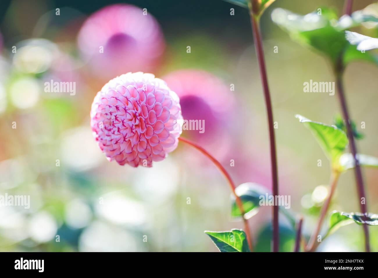 Dahlia is a member of the Compositae (also called Asteraceae) family of ...