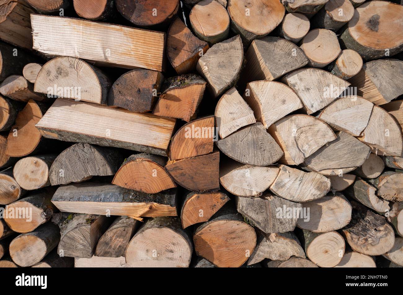 Firewood folded to dry in the yard. Fraxinus excelsior, known as the ...