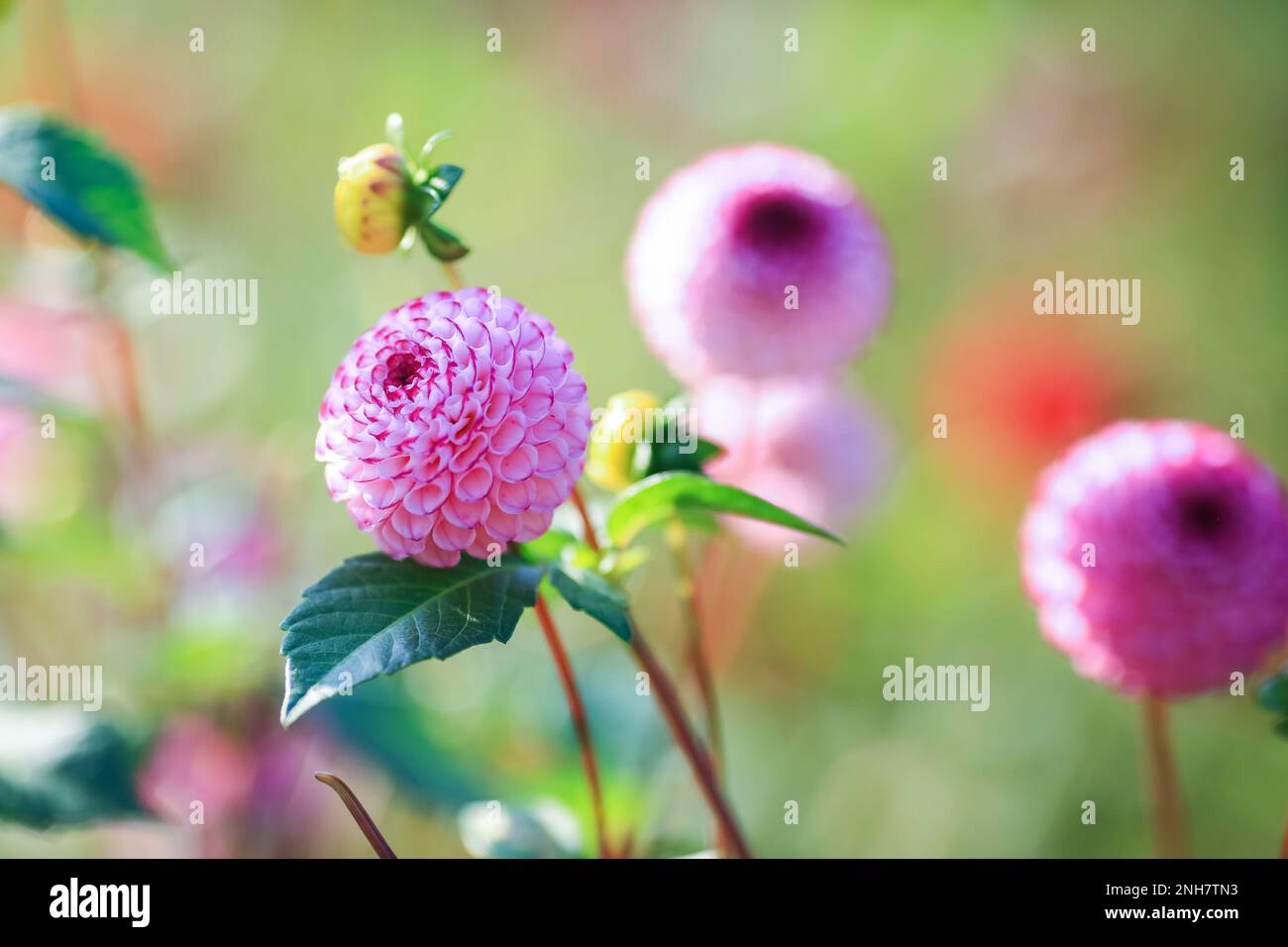 Dahlia is a member of the Compositae (also called Asteraceae) family of ...
