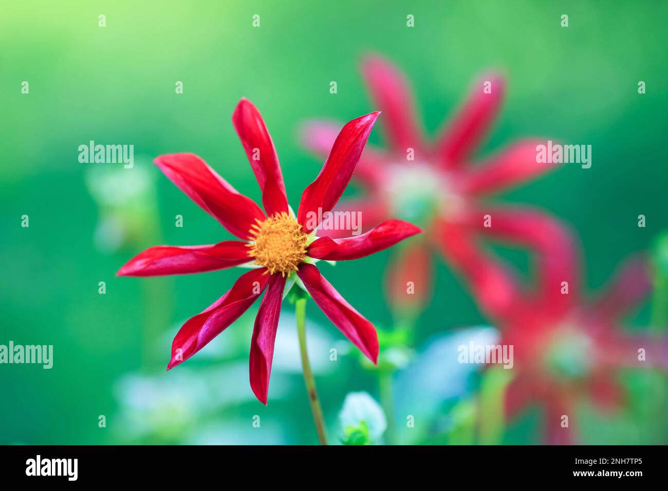 Dahlia is a member of the Compositae (also called Asteraceae) family of ...
