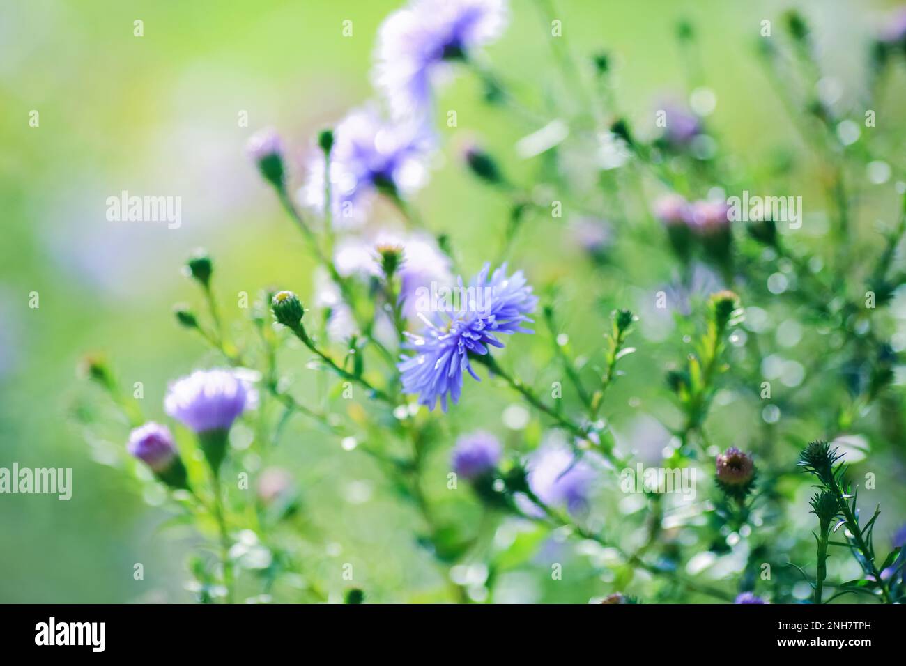 Summer background with blooming blue aster in the garden Stock Photo ...