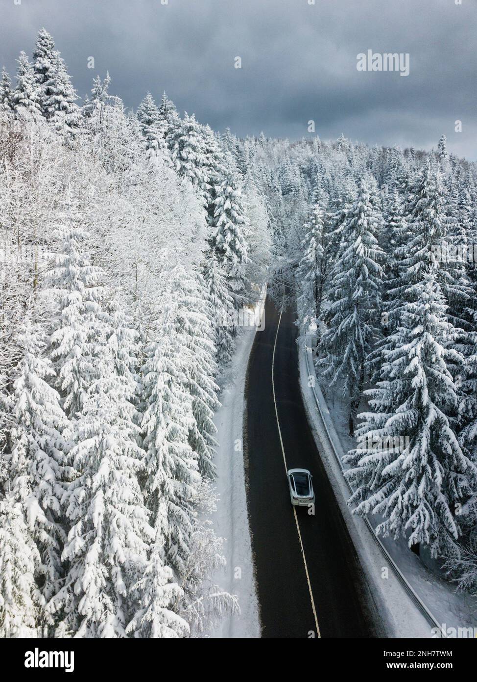 Winter forest landscape in windy hi-res stock photography and images ...