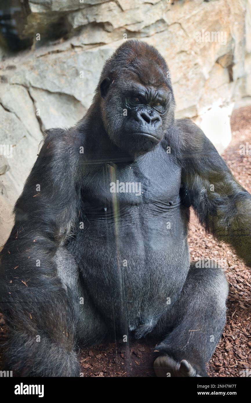 Full body shot of a gorilla looking directly into the camera, rocks in ...